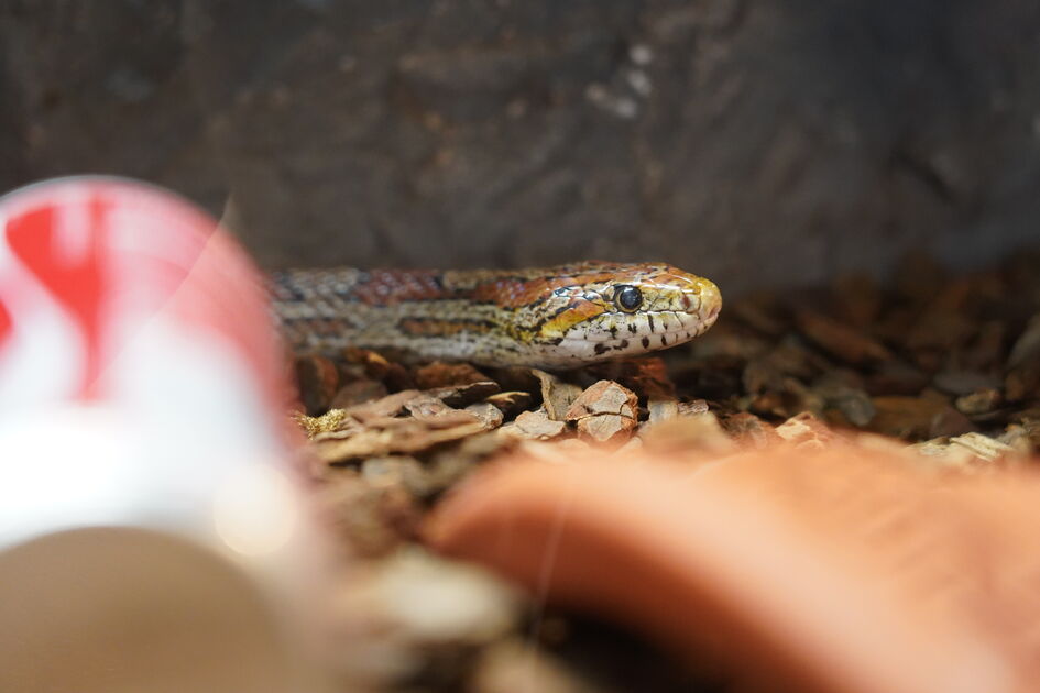 Bouzo the snake gets a mouse on world animal day
