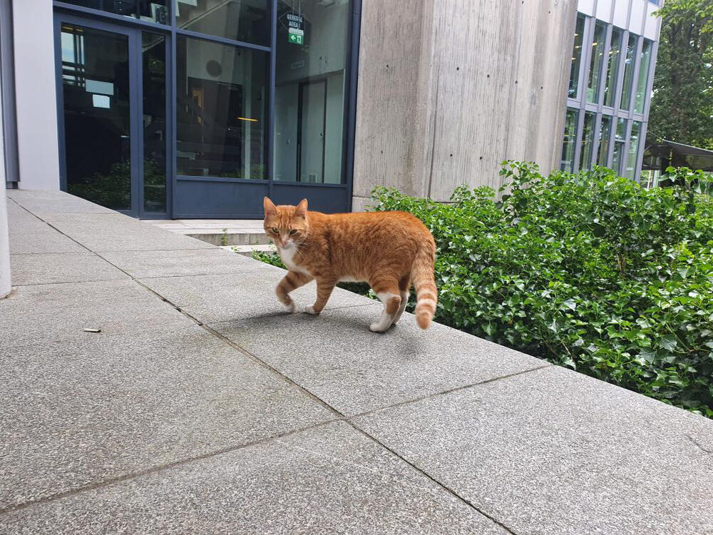 Who takes care of the campus cats?